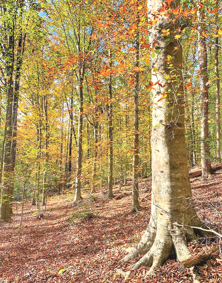 Go Native—Grow Native: Beech trees - Rappahannock Record