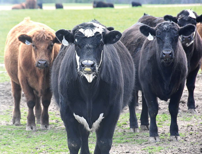 Here’s the Beef: Buy fresh from a local farm - Rappahannock Record
