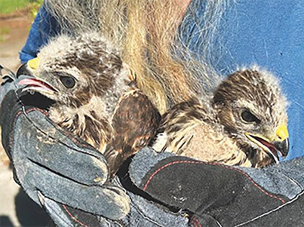 Two baby hawks rescued, rehabilitated and released - Rappahannock Record